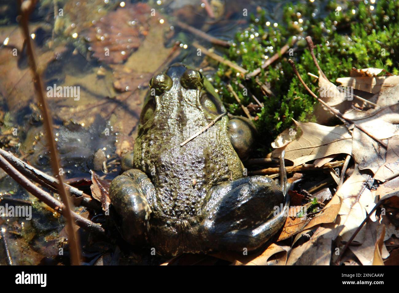 American Bullfrog (Lithobates catesbeianus) Amphibia Stock Photo - Alamy