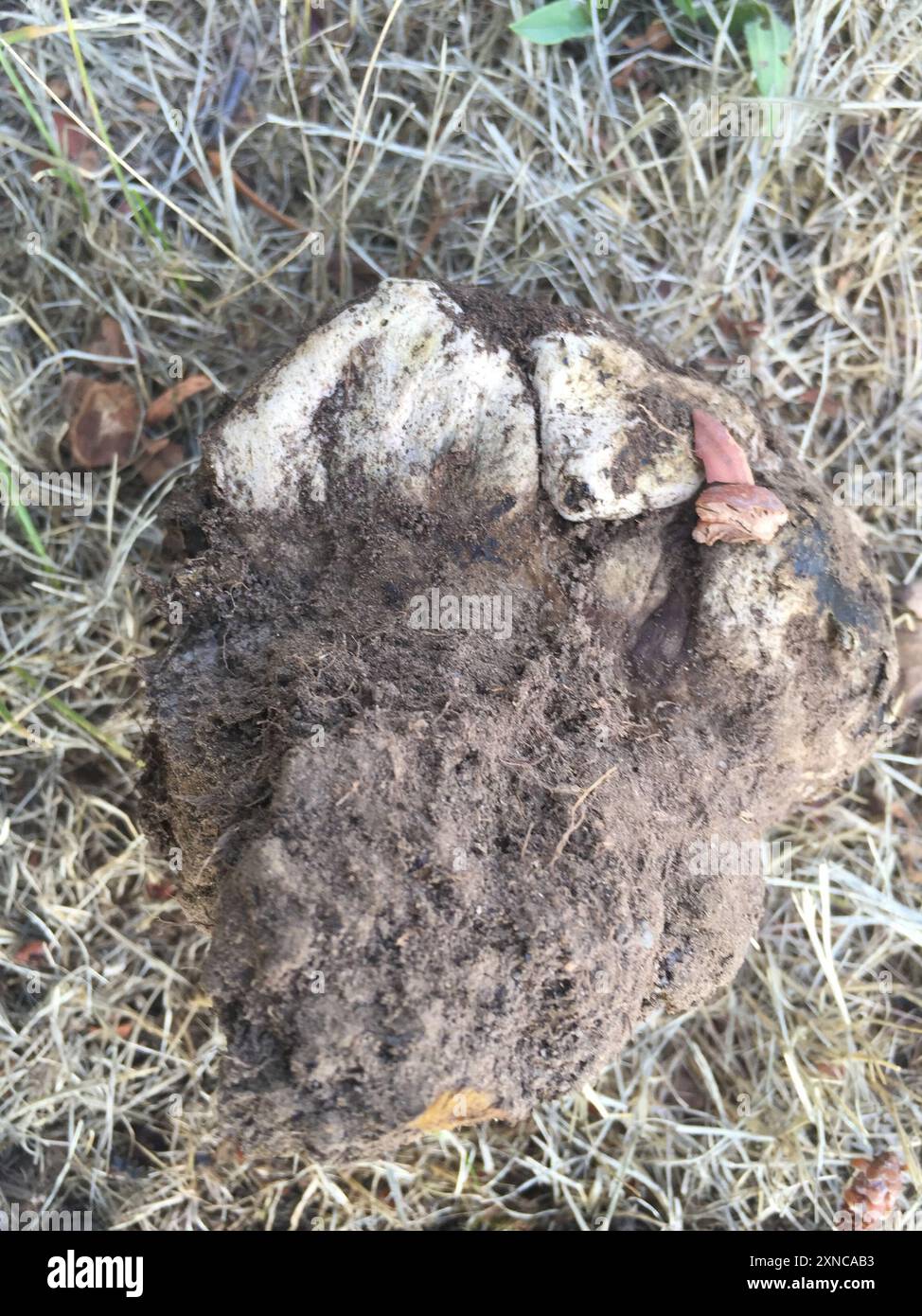 Dyeball (Pisolithus arhizus) Fungi Stock Photo - Alamy