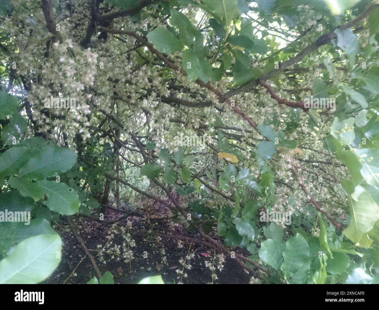 Kohekohe (Didymocheton spectabilis) Plantae Stock Photo - Alamy