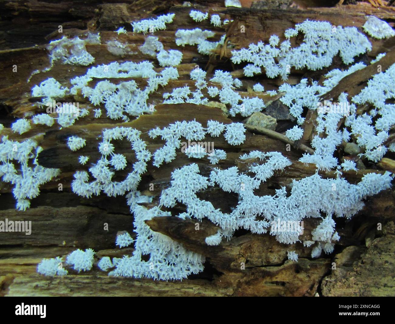 Honeycomb Coral Slime Mold (Ceratiomyxa fruticulosa) Protozoa Stock ...