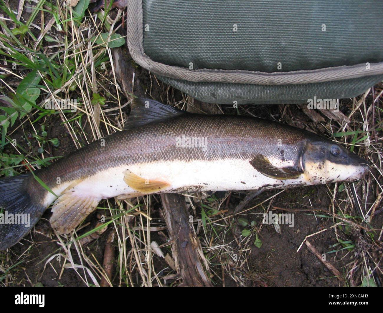 Catostomus catostomus hi-res stock photography and images - Alamy