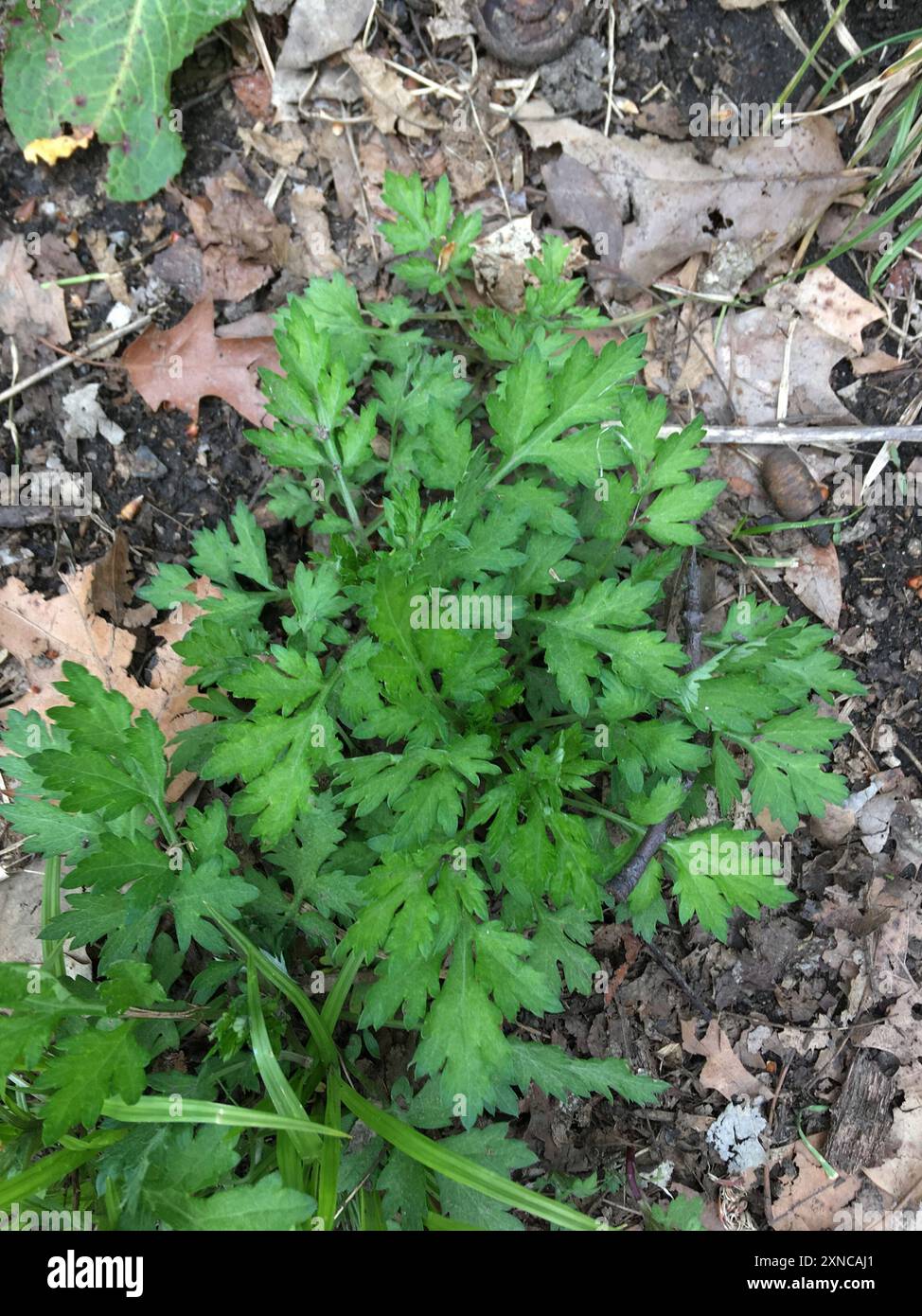 common mugwort (Artemisia vulgaris) Plantae Stock Photo - Alamy