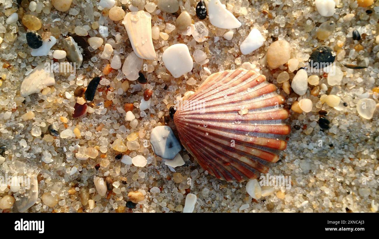 Atlantic Bay Scallop (Argopecten irradians) Mollusca Stock Photo - Alamy