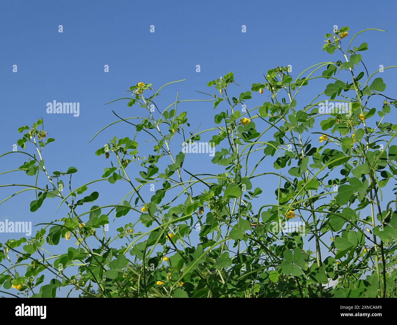 Senna tora hi-res stock photography and images - Alamy