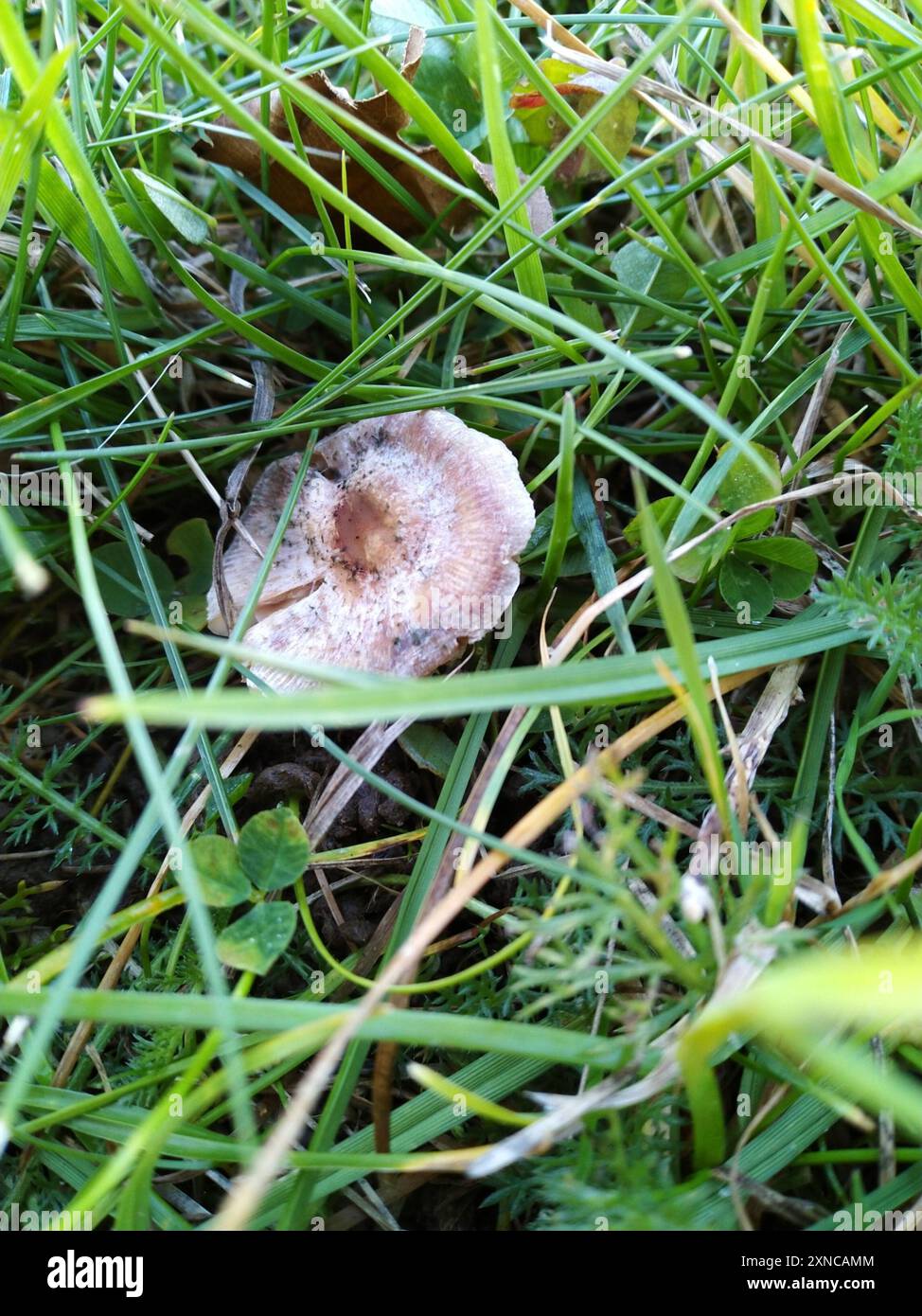 Mower's Mushroom (Panaeolus foenisecii) Fungi Stock Photo - Alamy