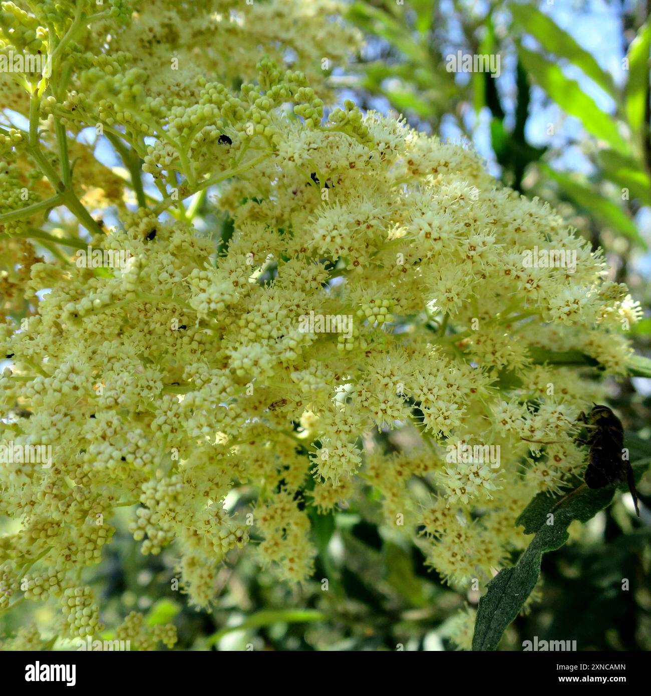 Buddleja saligna hi-res stock photography and images - Alamy