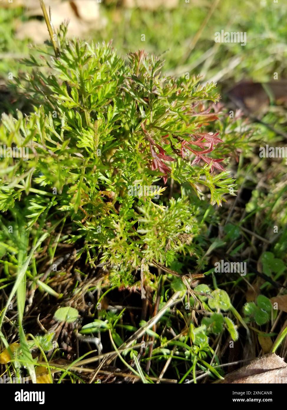 common soliva (Soliva sessilis) Plantae Stock Photo - Alamy