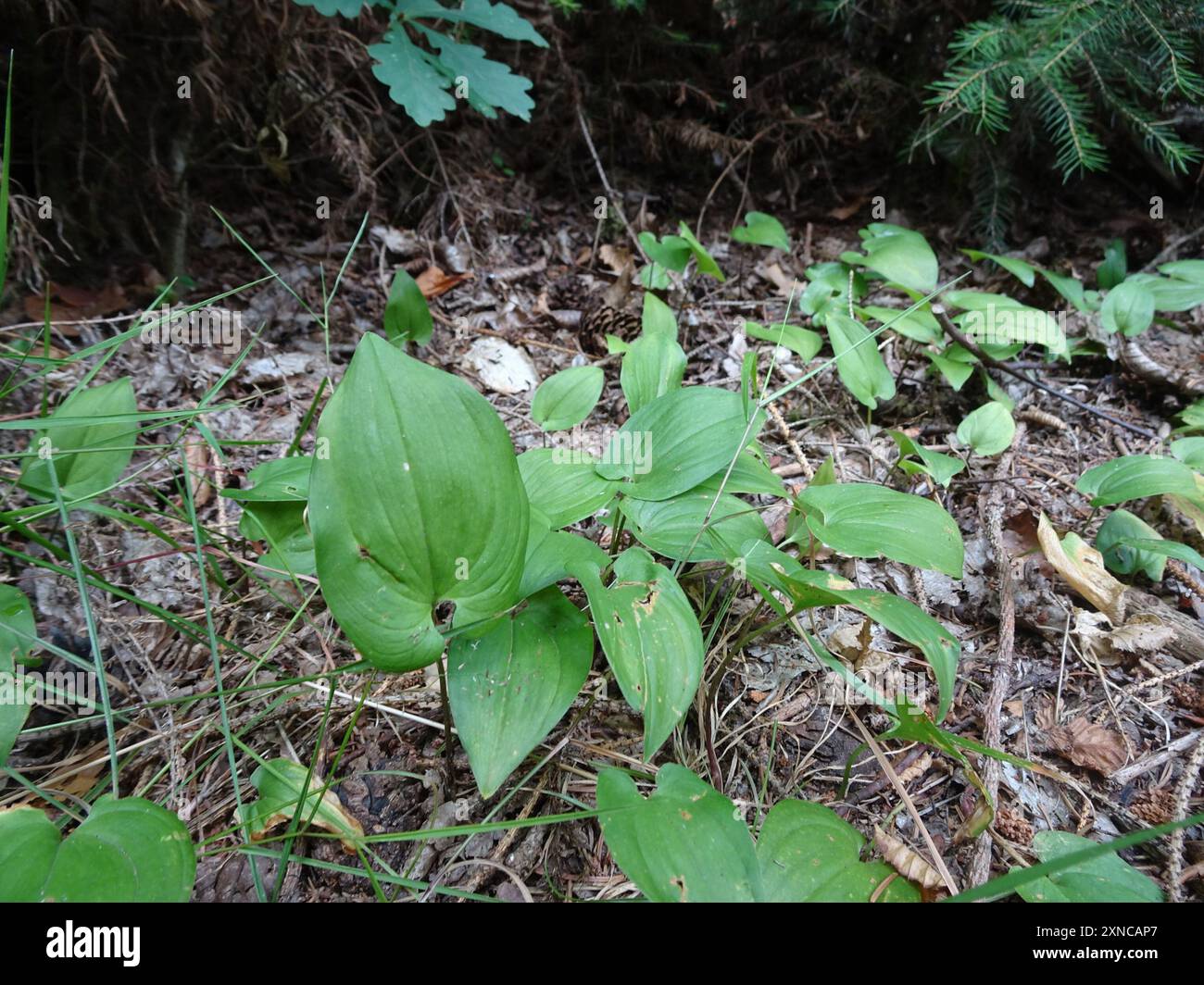 May Lily (Maianthemum bifolium) Plantae Stock Photo - Alamy