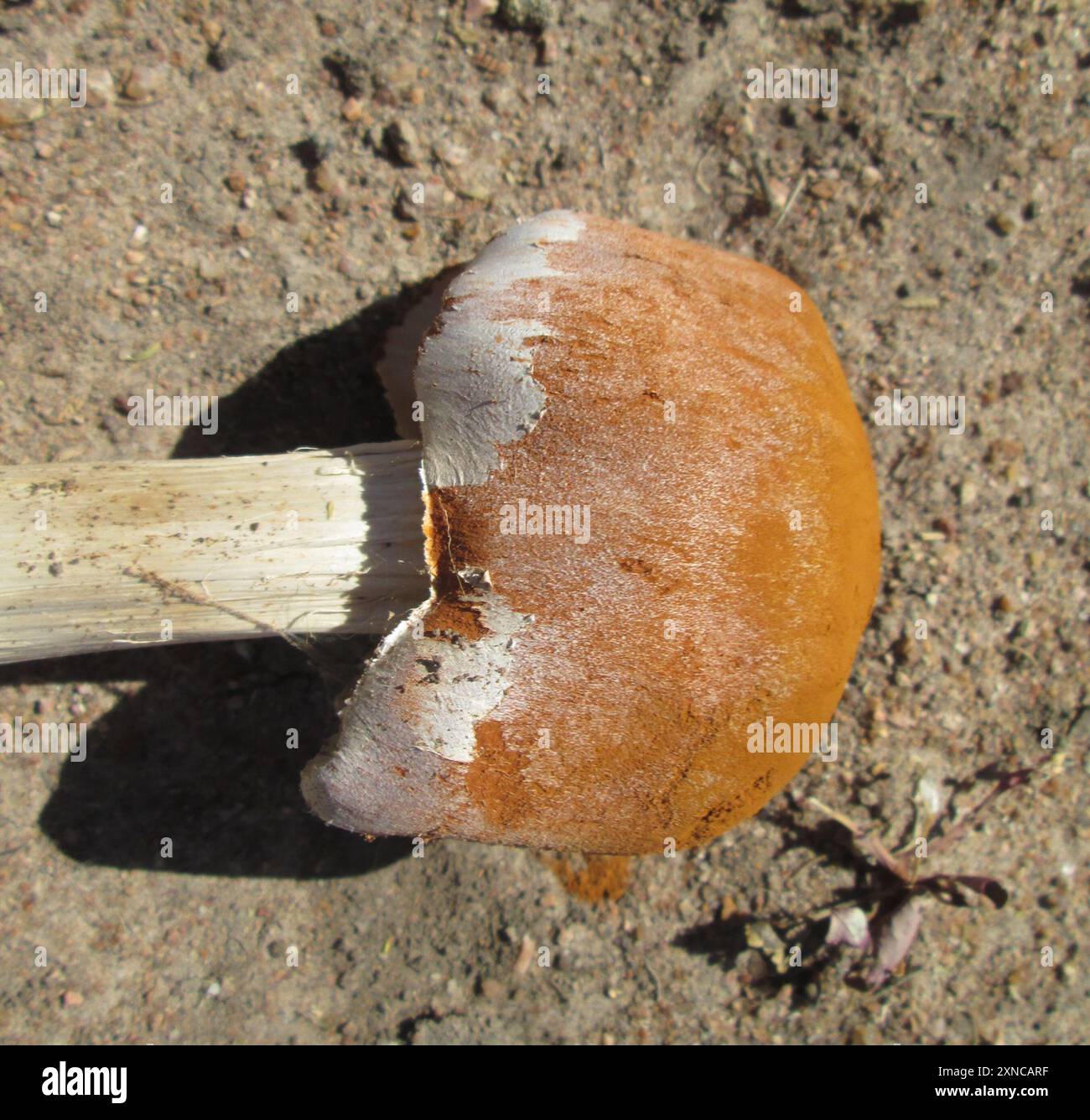 Sandy Stilt-puffball (Battarrea phalloides) Fungi Stock Photo - Alamy