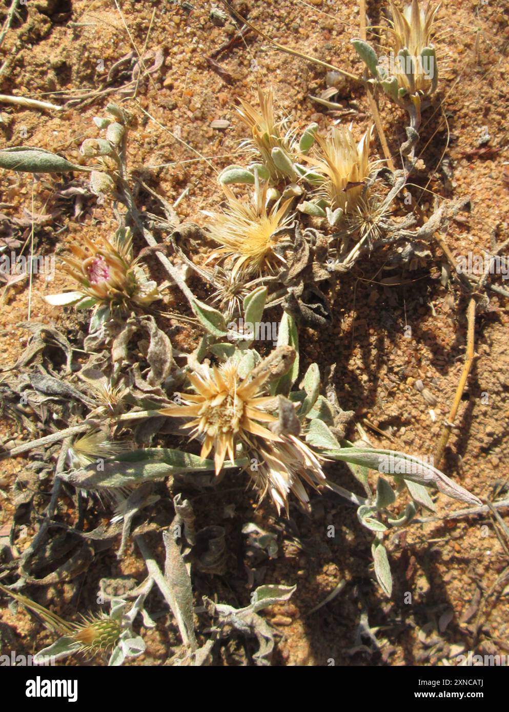 Common Karmedik (Dicoma capensis) Plantae Stock Photo - Alamy
