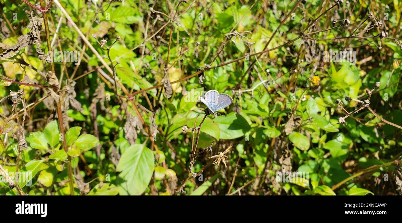 Ceraunus blue hi-res stock photography and images - Alamy