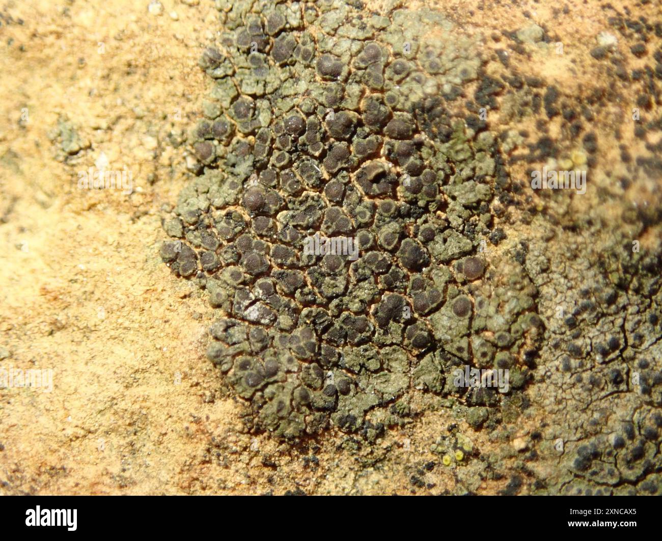 Pepper-Spore Lichens (Rinodina) Fungi Stock Photo - Alamy