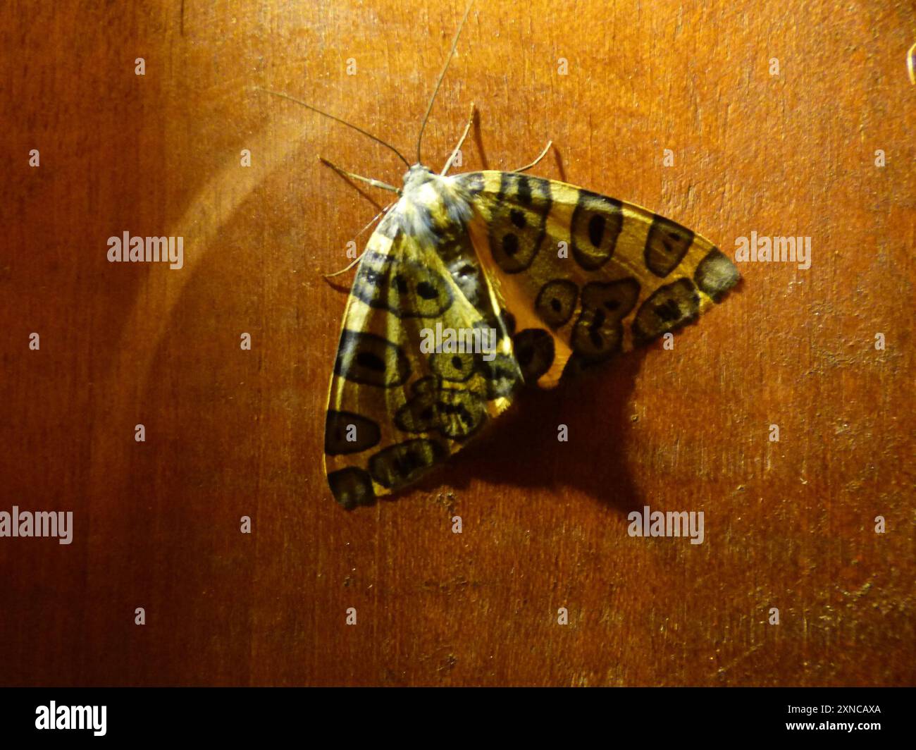 Leopard Moths (Pantherodes) Insecta Stock Photo - Alamy