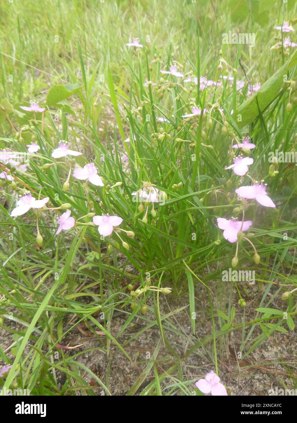 common roseling (Callisia rosea) Plantae Stock Photo - Alamy