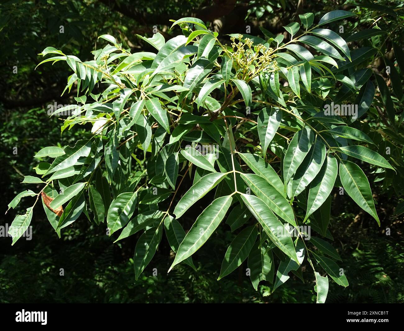 Tetradium hi-res stock photography and images - Alamy