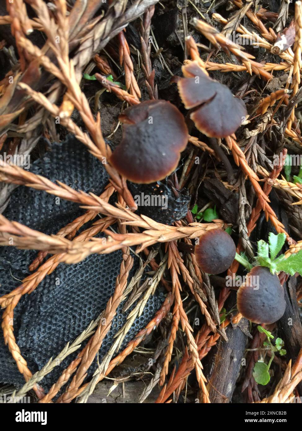 Cucumber Cap (Macrocystidia cucumis) Fungi Stock Photo - Alamy