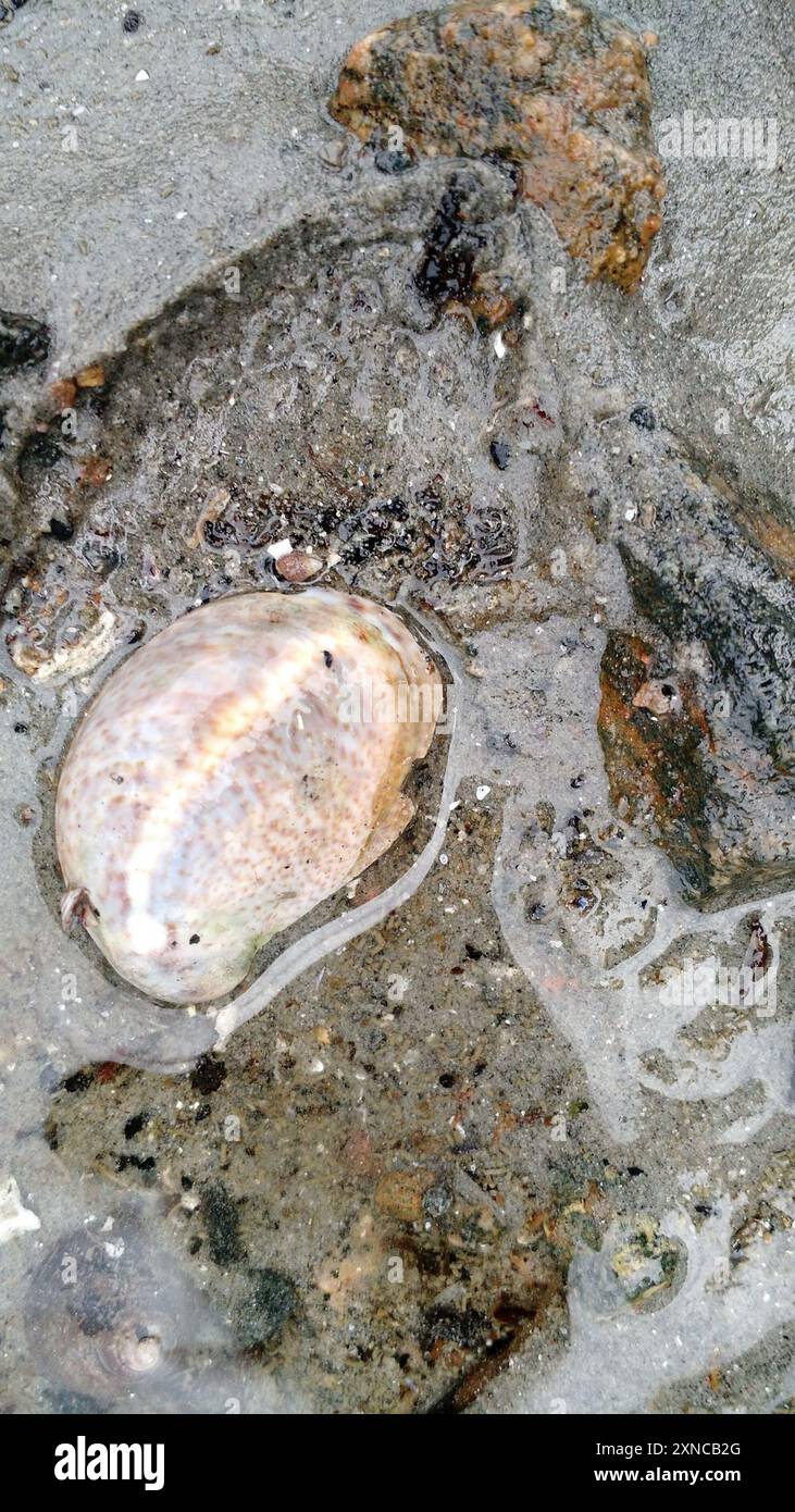 Common Atlantic Slippersnail (Crepidula fornicata) Mollusca Stock Photo ...