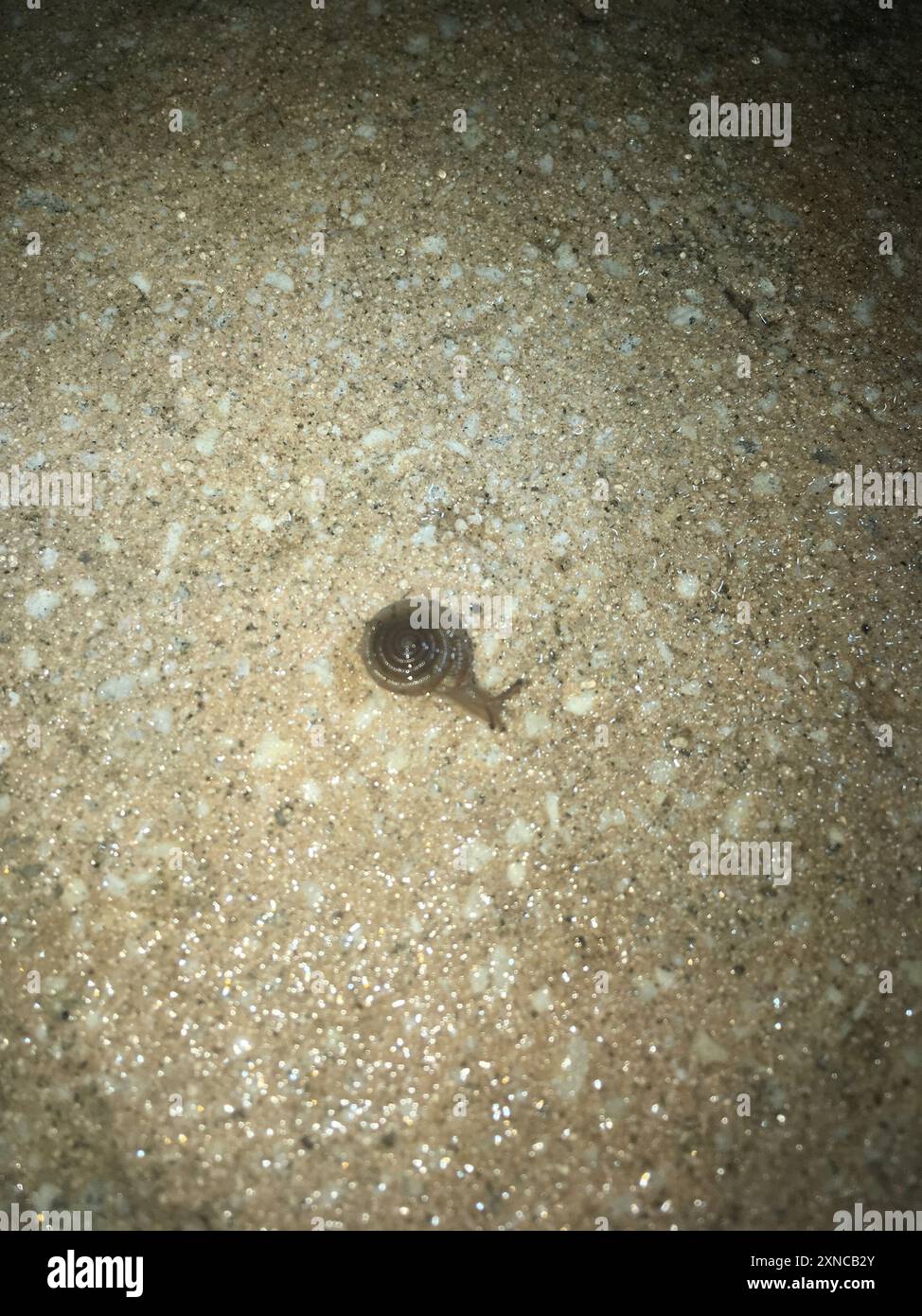 Southern Flatcoil (Polygyra cereolus) Mollusca Stock Photo - Alamy