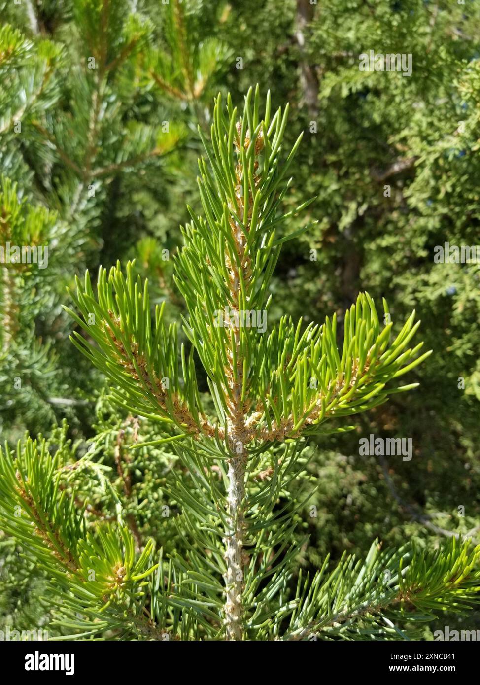 Colorado Pinyon (Pinus edulis) Plantae Stock Photo - Alamy