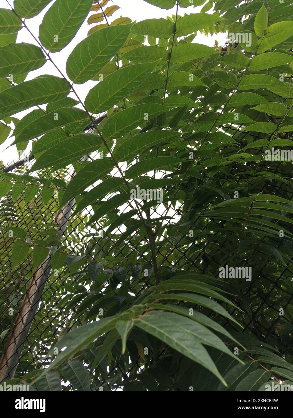 tree-of-heaven (Ailanthus altissima) Plantae Stock Photo - Alamy