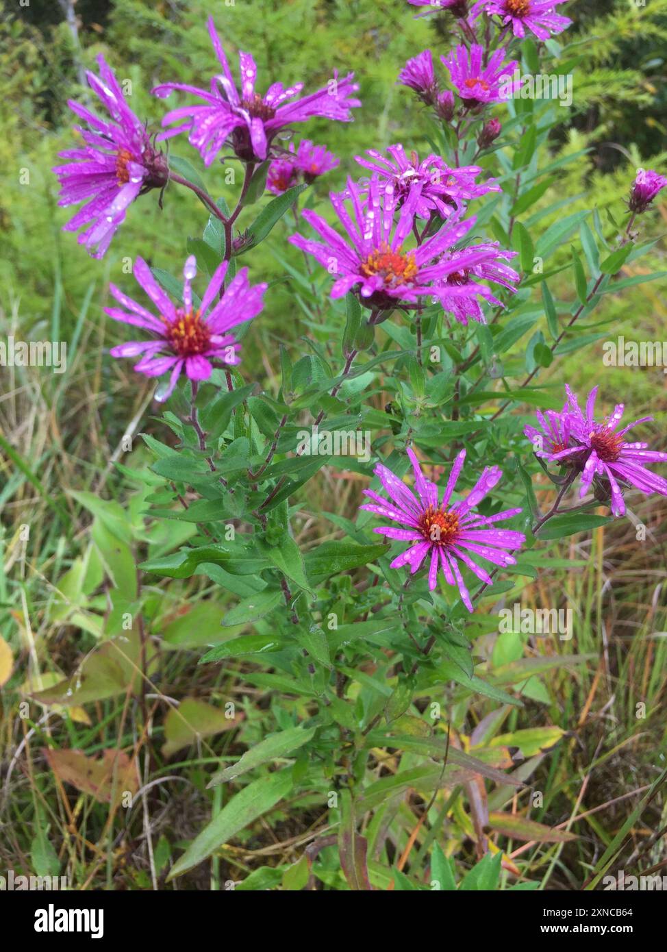 New England aster (Symphyotrichum novae-angliae) Plantae Stock Photo ...