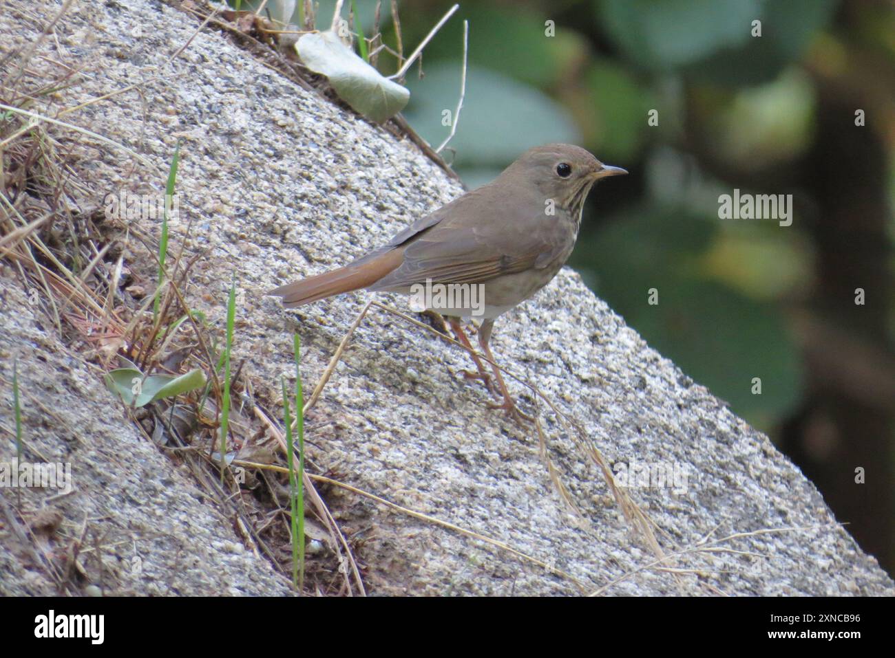 Hermit Thrush (Catharus guttatus) Aves Stock Photo - Alamy