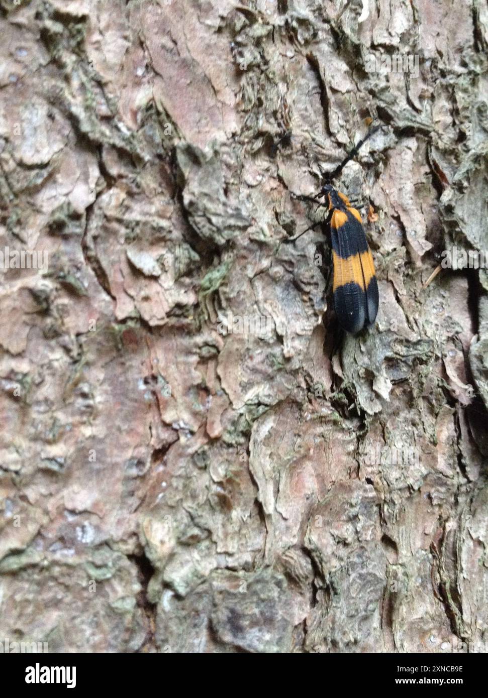 Reticulated Net-winged Beetle (Calopteron reticulatum) Insecta Stock ...