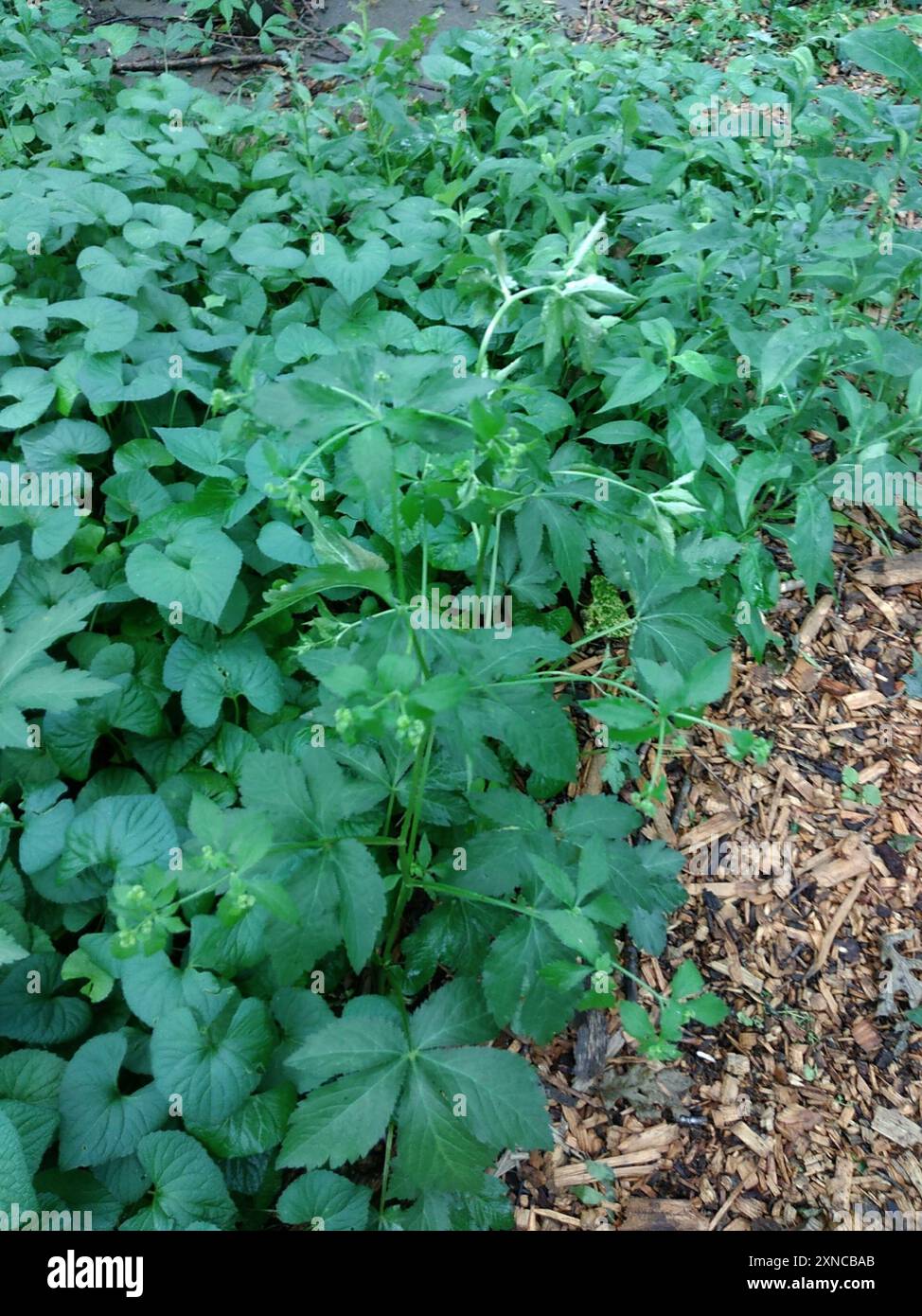 Black Snakeroot (Sanicula canadensis) Plantae Stock Photo - Alamy
