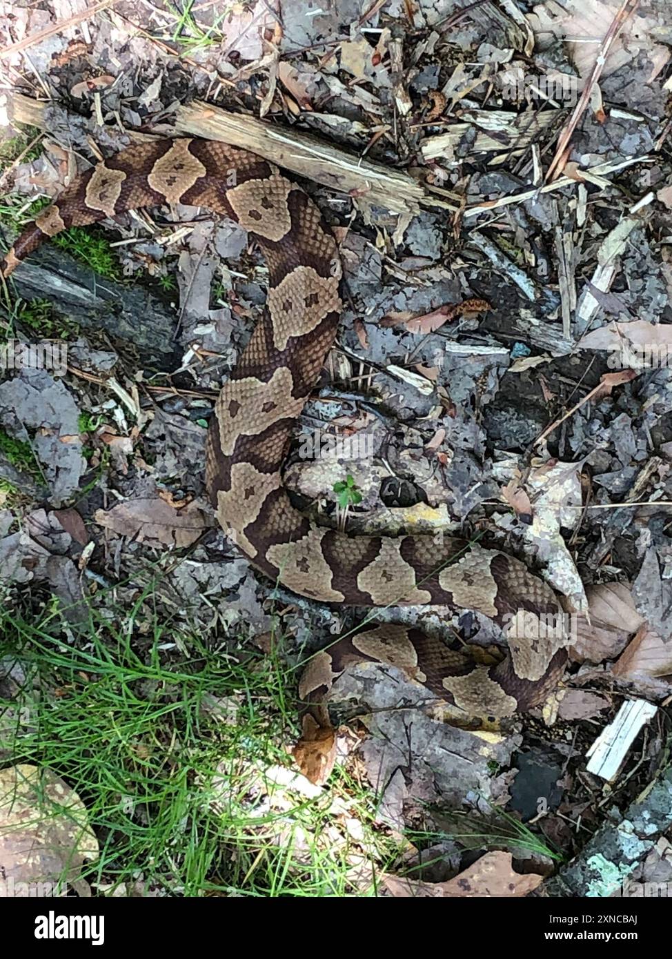 Eastern Copperhead (Agkistrodon contortrix) Reptilia Stock Photo - Alamy