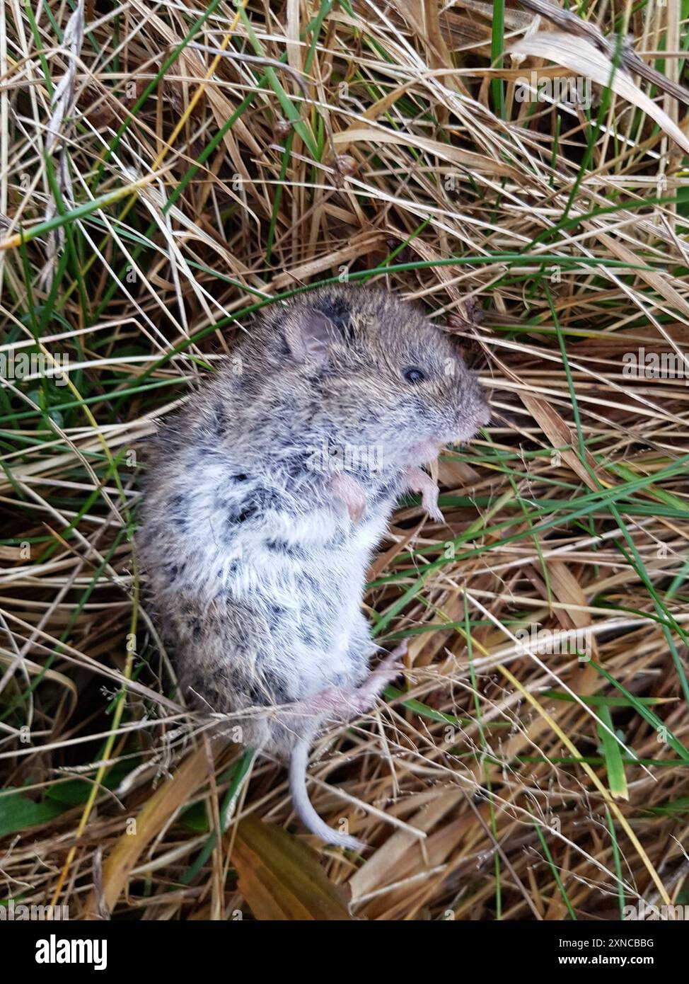Common Vole (Microtus arvalis) Mammalia Stock Photo - Alamy