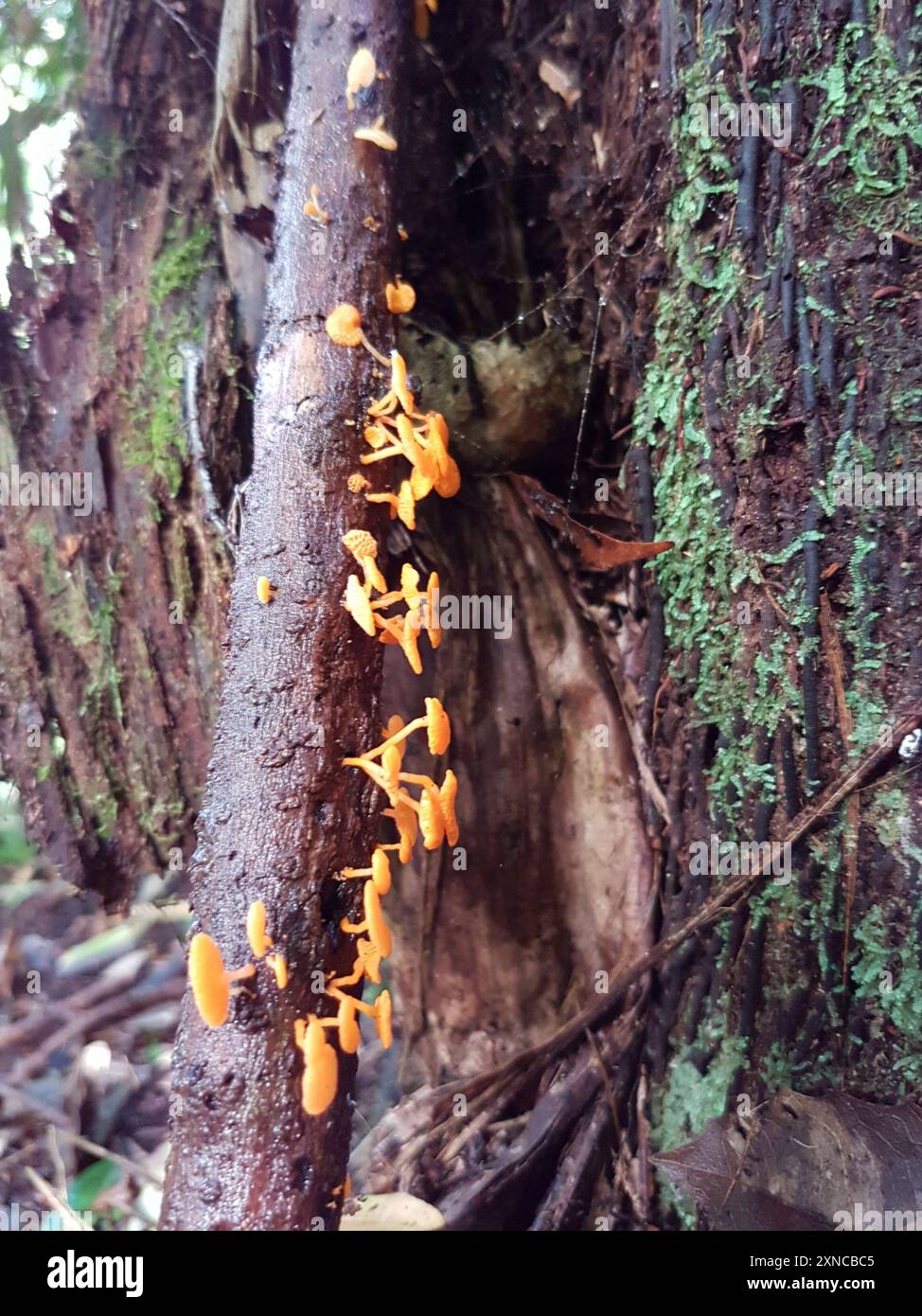 orange pore fungus (Favolaschia claudopus) Fungi Stock Photo - Alamy