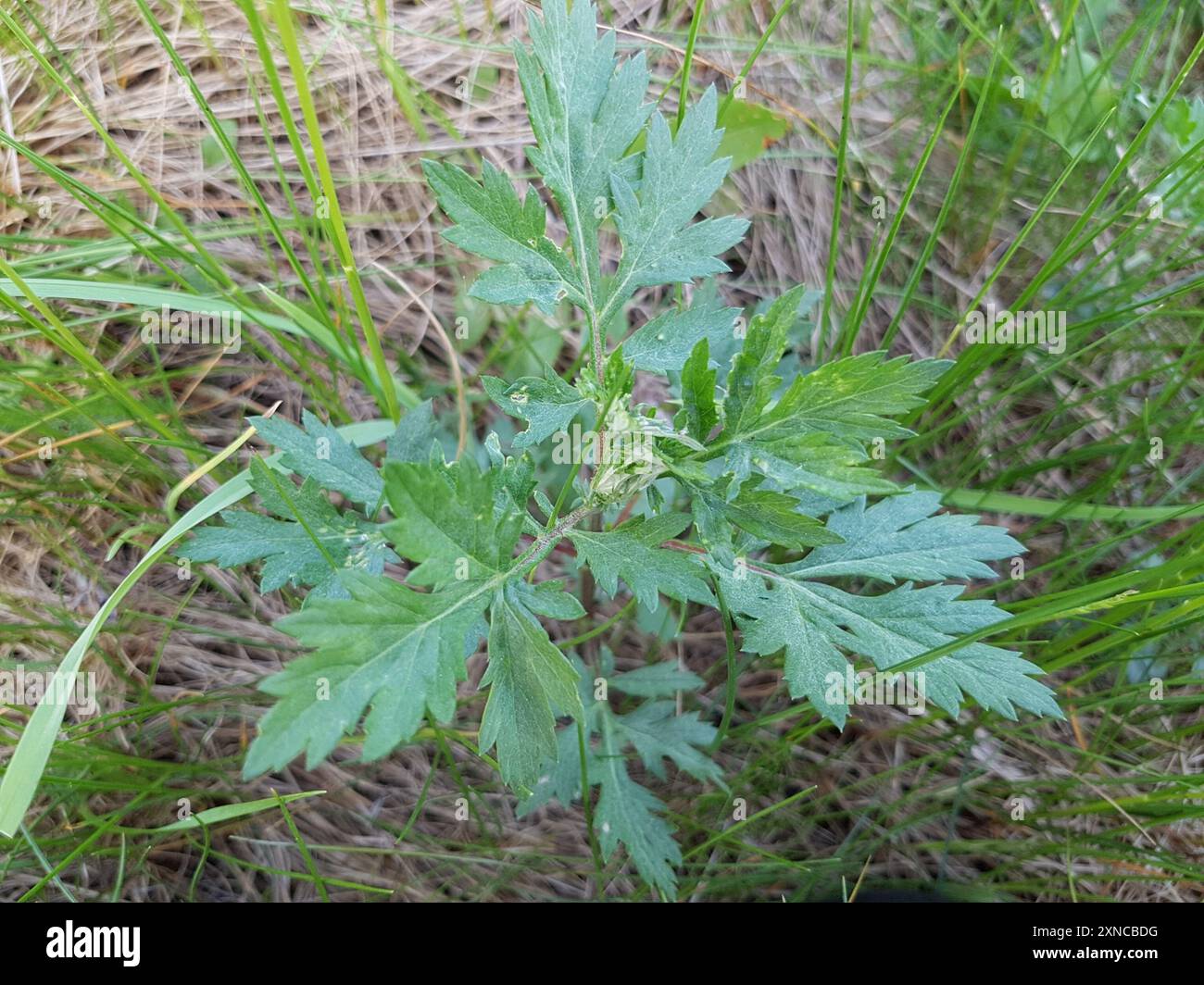 common mugwort (Artemisia vulgaris) Plantae Stock Photo - Alamy