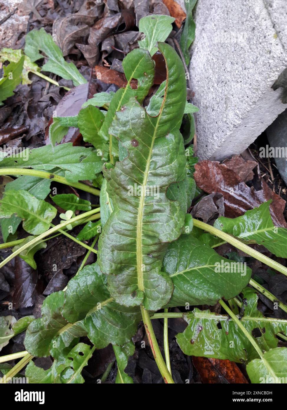 Clustered Dock (Rumex conglomeratus) Plantae Stock Photo - Alamy