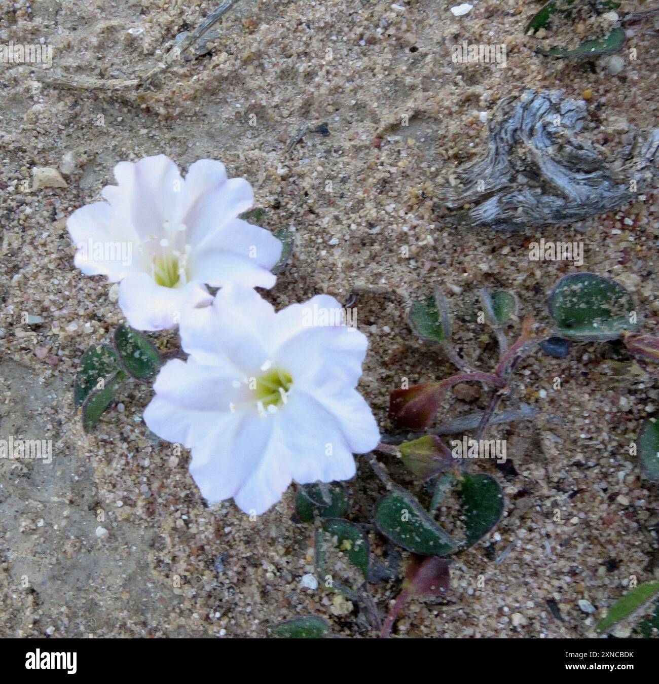 Pink Ear (Falkia repens) Plantae Stock Photo - Alamy