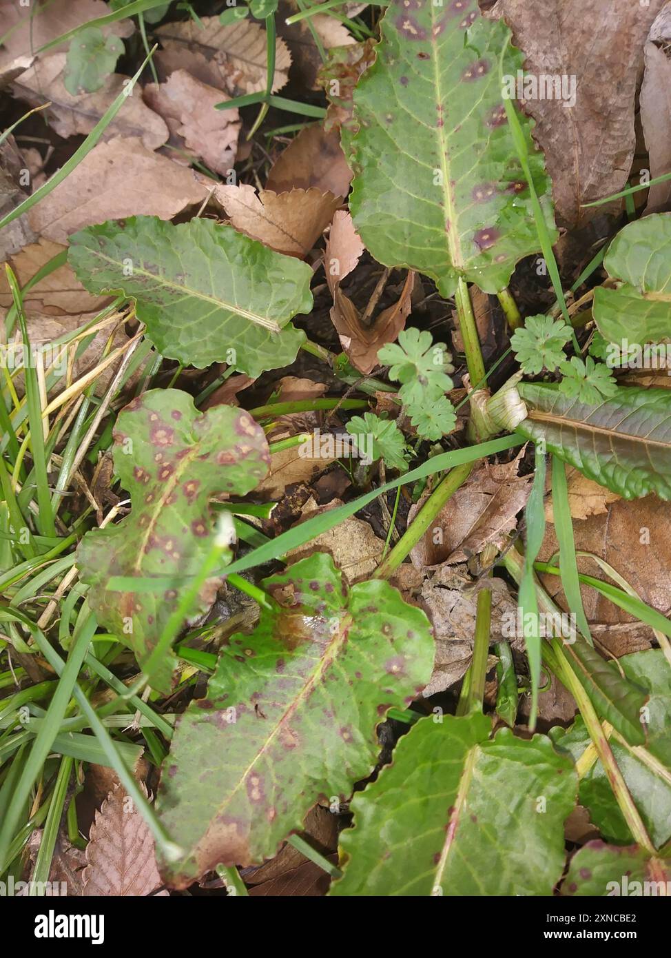 Red Dock Spot (Ramularia rubella) Fungi Stock Photo - Alamy
