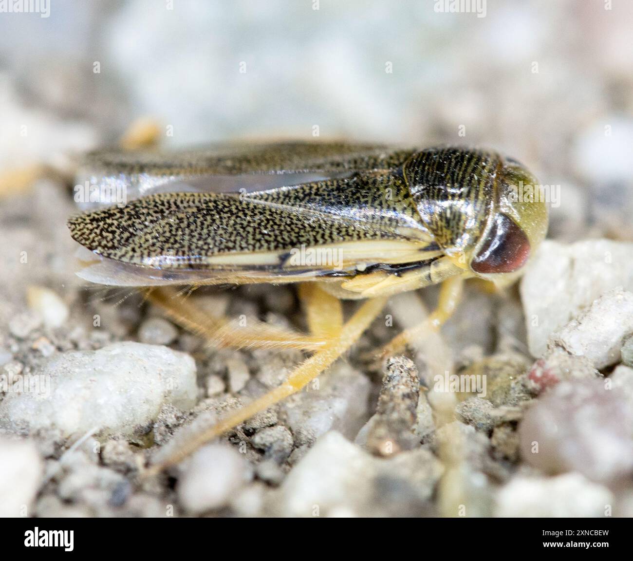 Corixidae water boatmen hi-res stock photography and images - Alamy