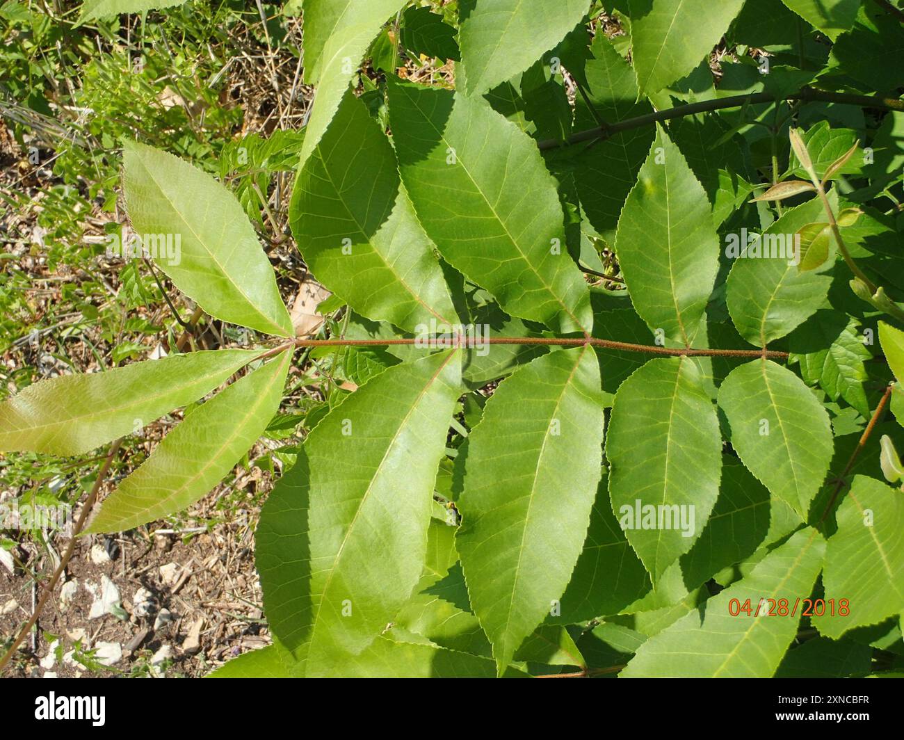 pecan (Carya illinoinensis) Plantae Stock Photo - Alamy