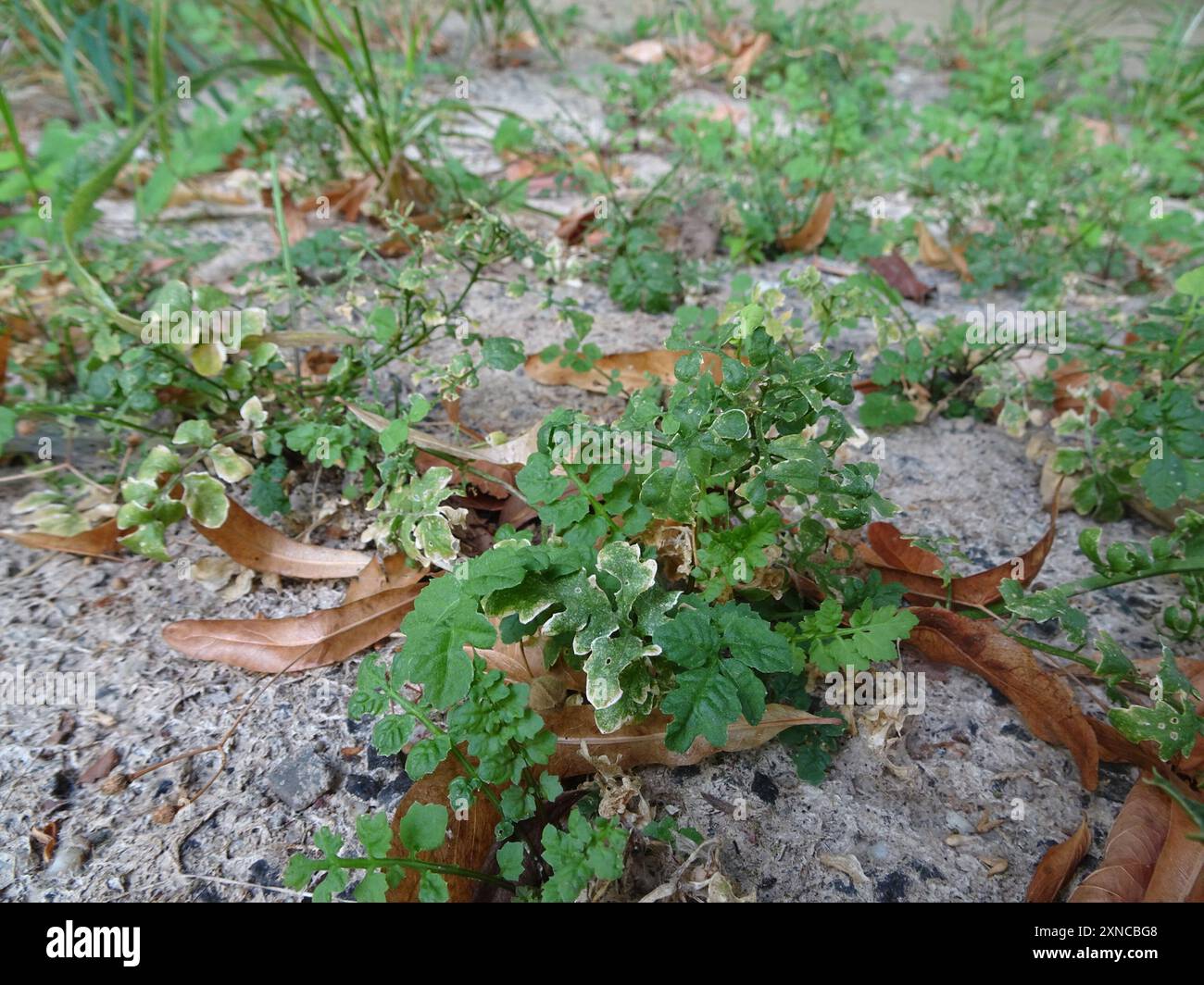 wavy bittercress (Cardamine flexuosa) Plantae Stock Photo - Alamy