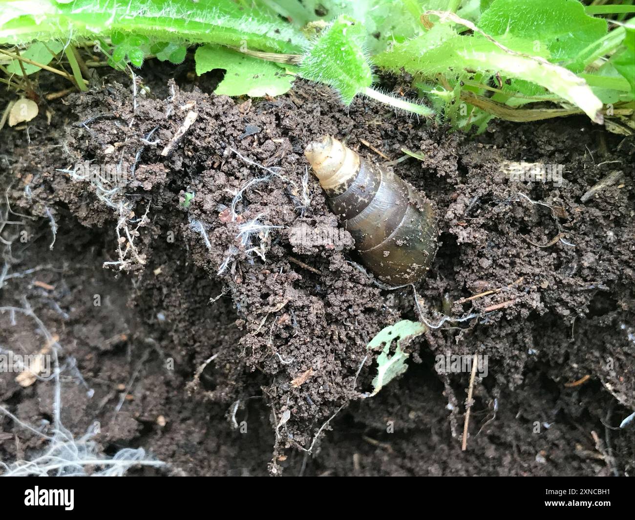Decollate Snail (Rumina decollata) Mollusca Stock Photo - Alamy