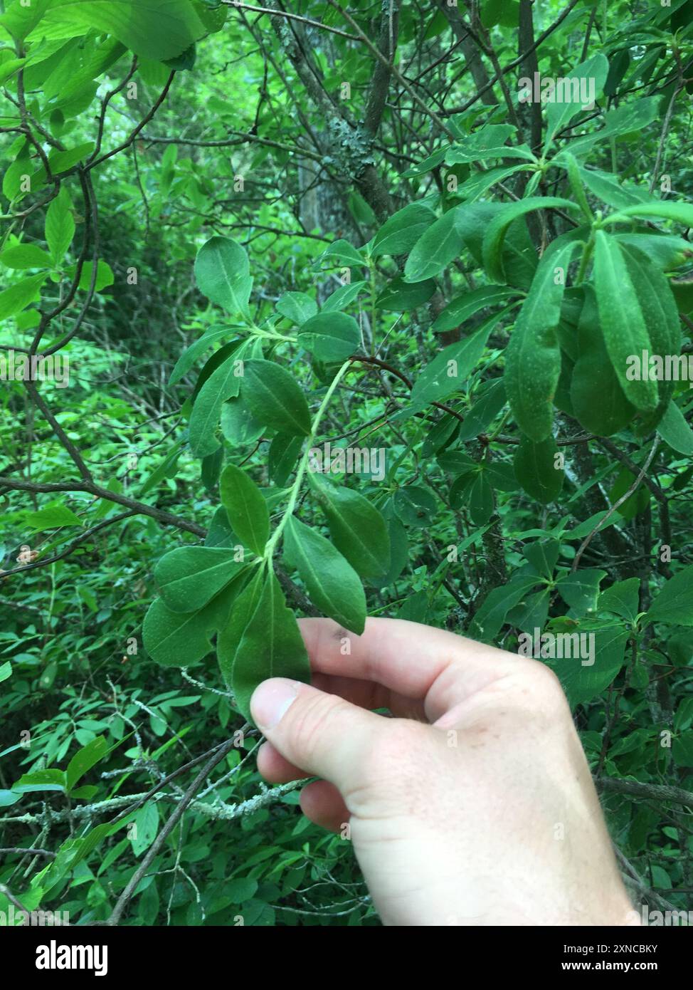 swamp azalea (Rhododendron viscosum) Plantae Stock Photo - Alamy