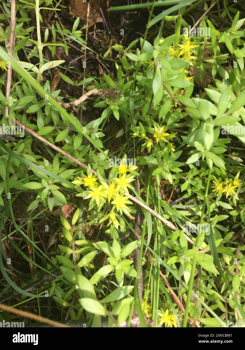 Stringy Stonecrop (Sedum sarmentosum) Plantae Stock Photo - Alamy