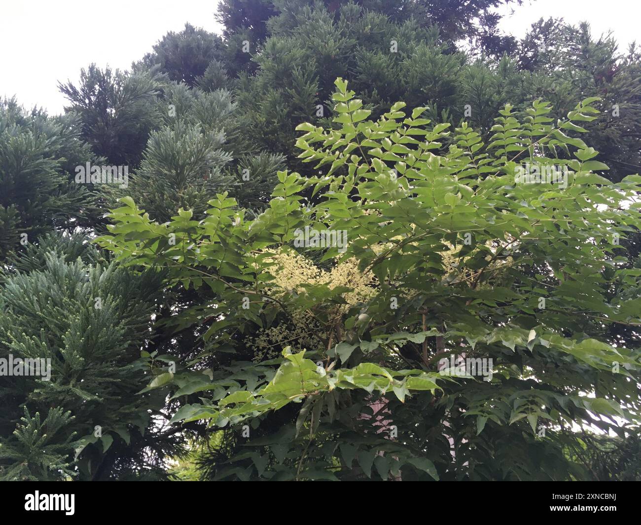 Japanese angelica tree (Aralia elata) Plantae Stock Photo - Alamy