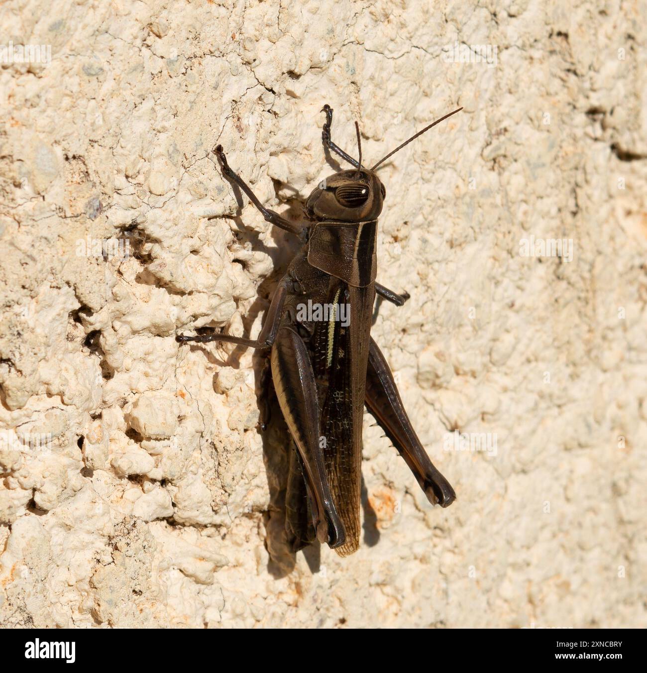 Lamenting grasshopper hi-res stock photography and images - Alamy