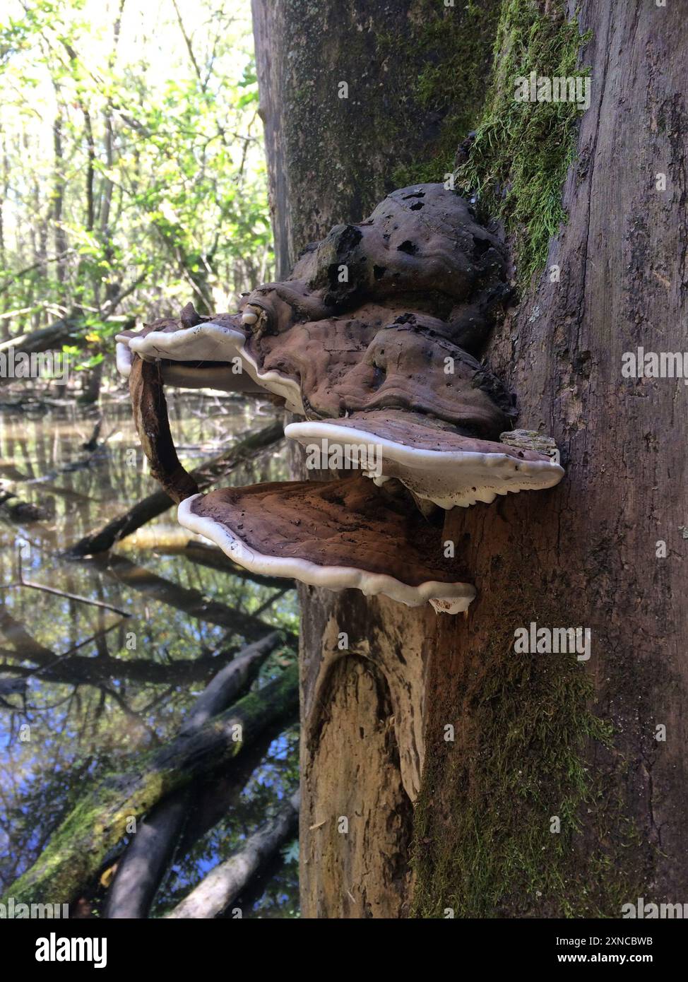 artist's bracket (Ganoderma applanatum) Fungi Stock Photo - Alamy