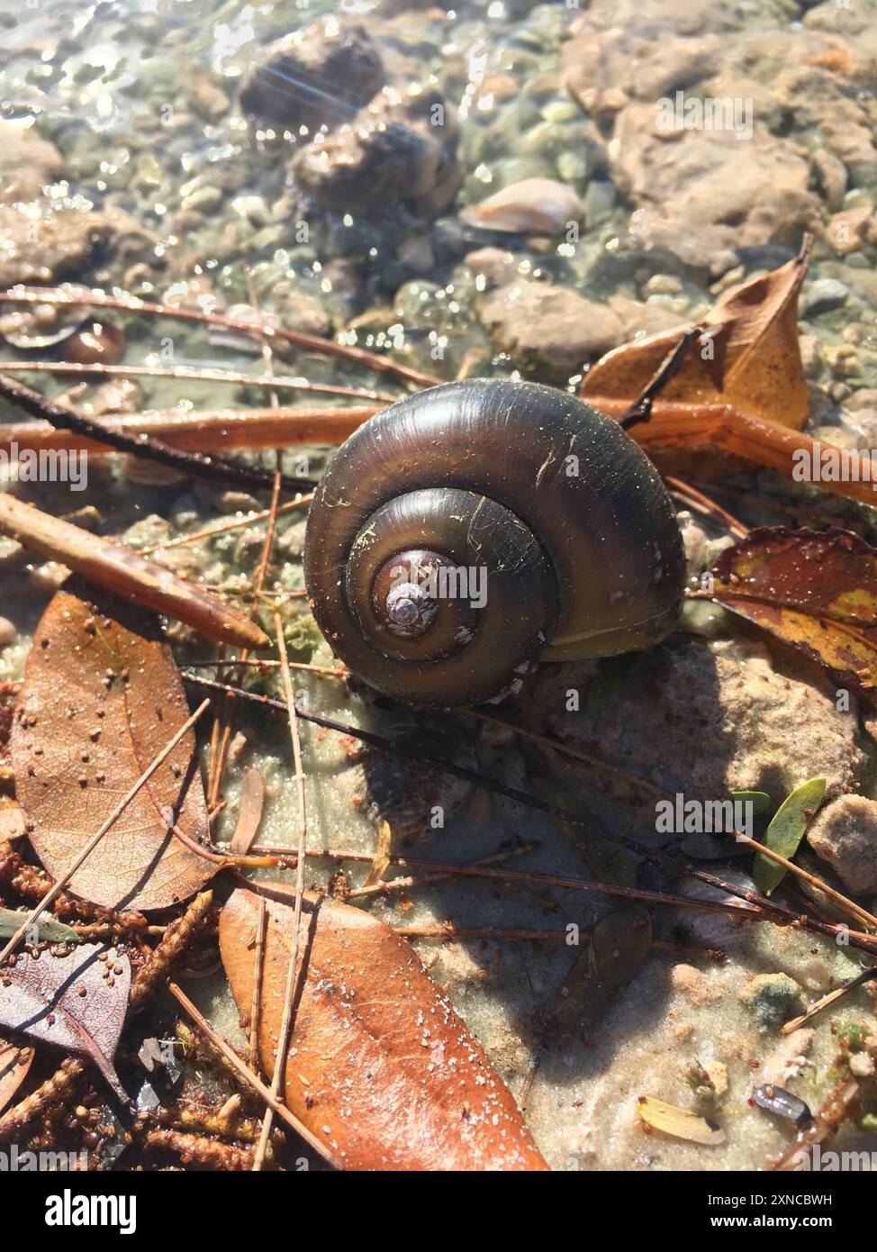 Common Apple Snails (Pomacea) Mollusca Stock Photo - Alamy