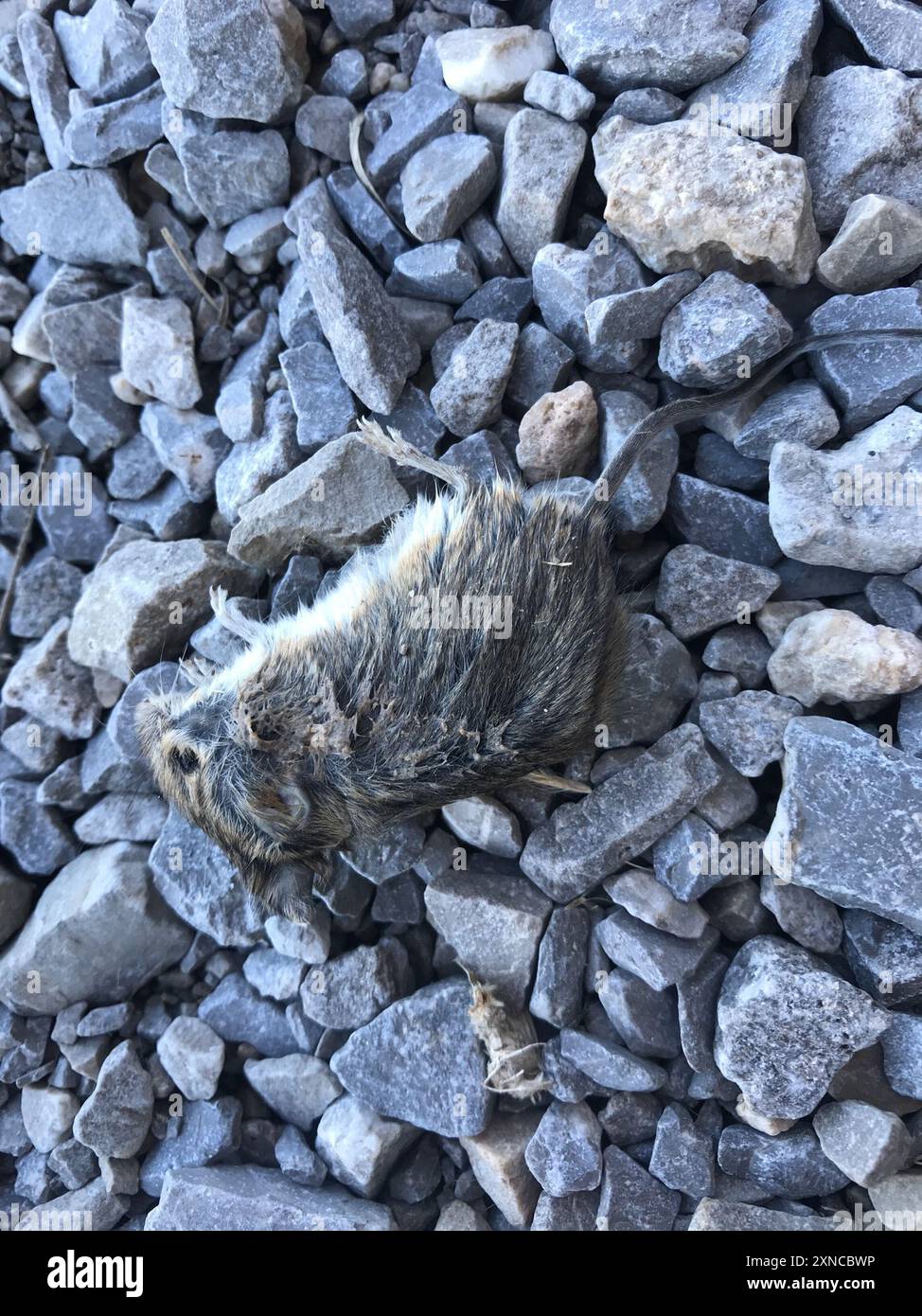 North American Mice and Rats (Neotominae) Mammalia Stock Photo - Alamy