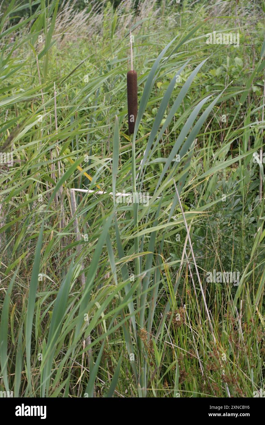 broadleaf cattail (Typha latifolia) Plantae Stock Photo - Alamy