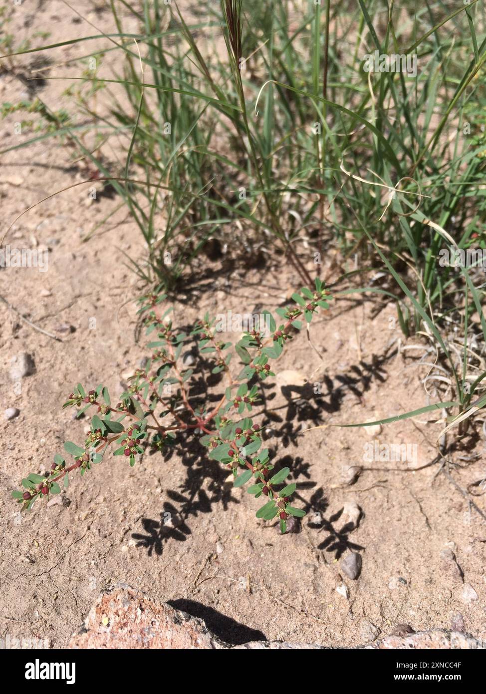 Thymeleaf Sandmat (Euphorbia serpillifolia) Plantae Stock Photo - Alamy