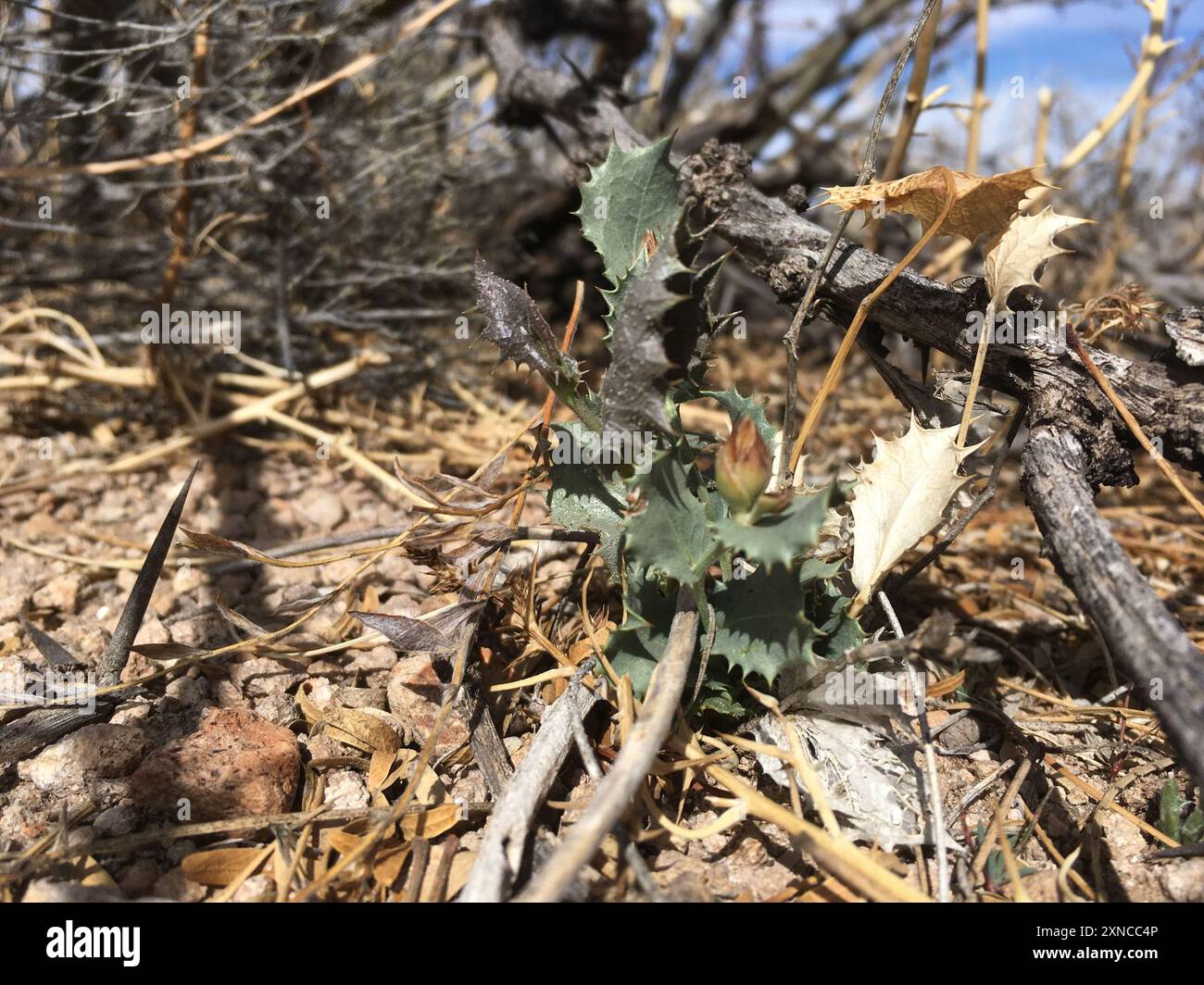 dwarf desert peony (Acourtia nana) Plantae Stock Photo - Alamy