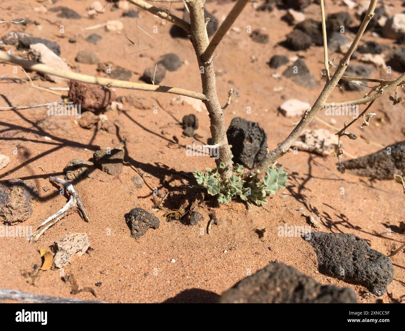 gray globemallow (Sphaeralcea incana) Plantae Stock Photo - Alamy